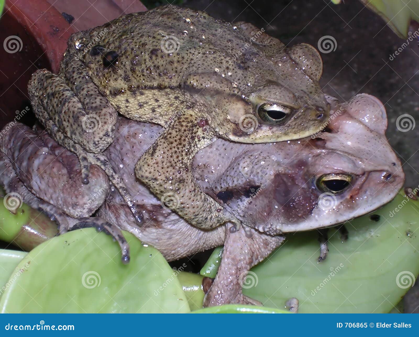Frogs copulating stock image. Image of wildlife, making - 706865