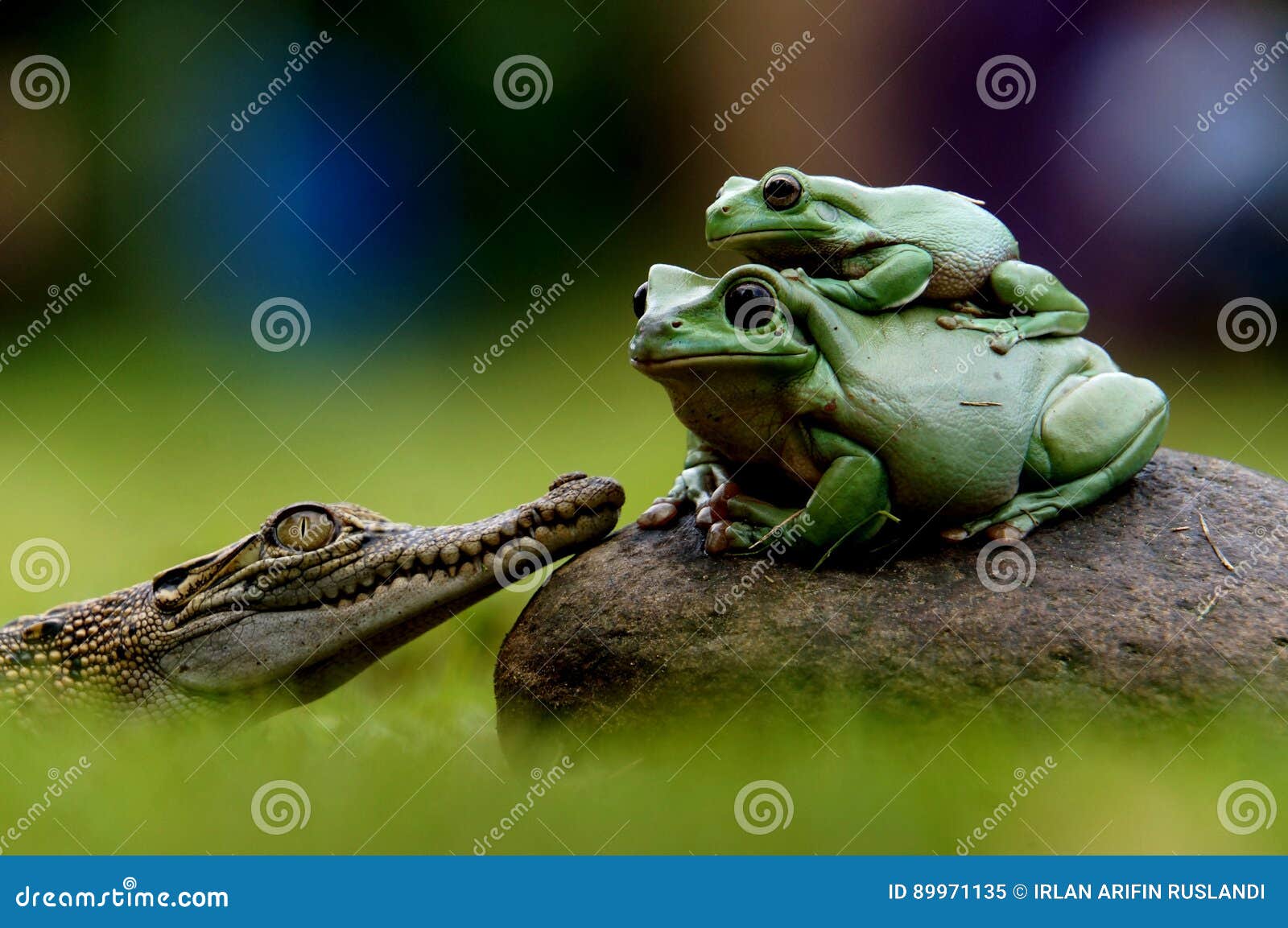 Frogs and Crocodile stock image. Image of frogs, crocodile - 89971135