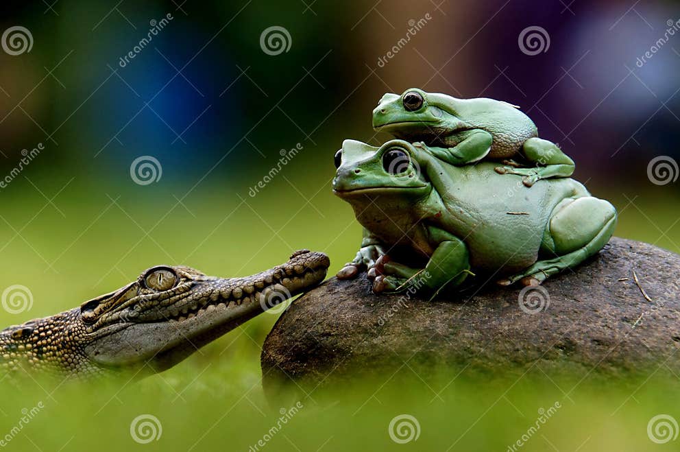 Frogs and Crocodile stock image. Image of frogs, crocodile - 89971135