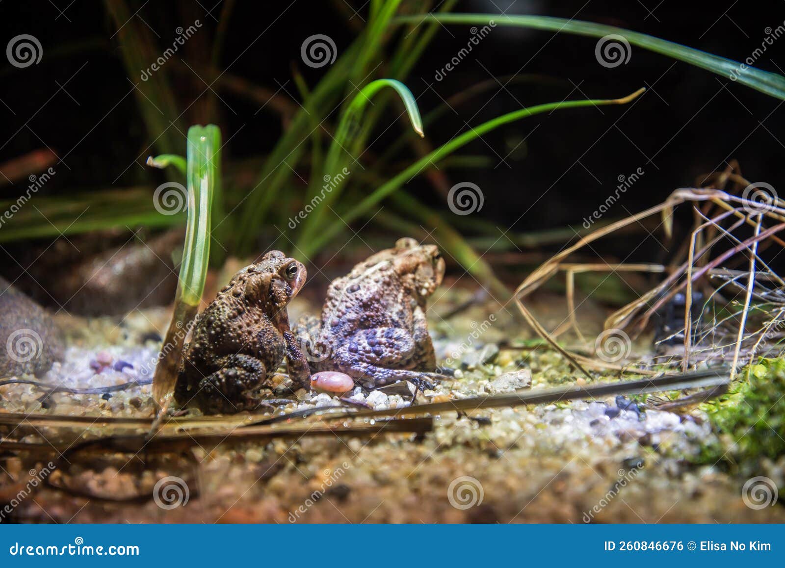 Frogs In Hatchery Well Farm Royalty-Free Stock Photography ...