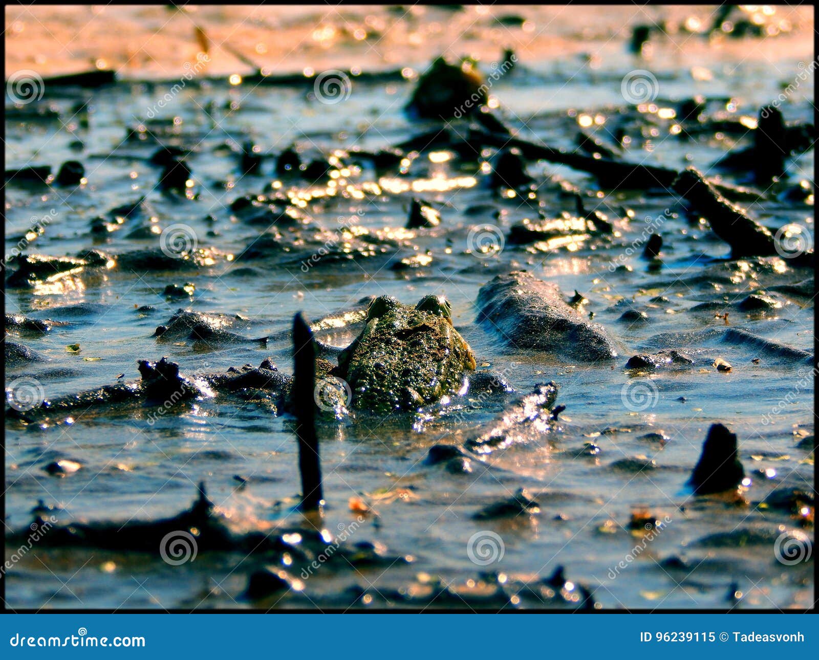 Frogs duel stock image. Image of nikon, amphibia, scenery - 96239115