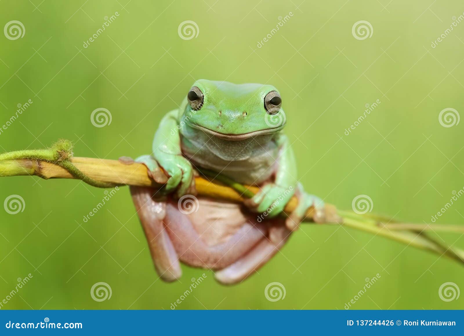 Frogs, Dumpy Frogs, Flying Frogs, Tree Frogs on Twigs Stock Photo ...