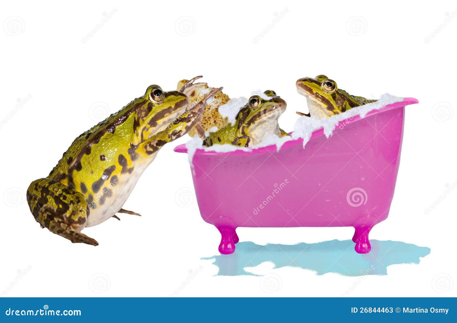 Frogs Enjoying a Bubble Bath Stock Image - Image of frogs, soapy: 26844463
