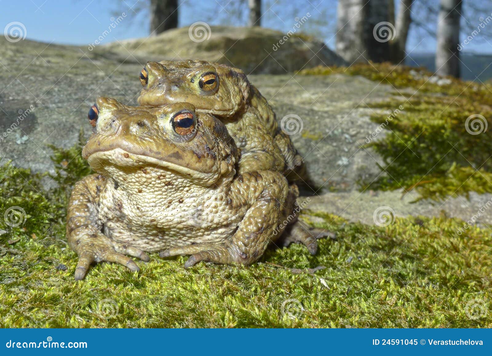 Frogs - European Toad in a Couple Stock Image - Image of common ...