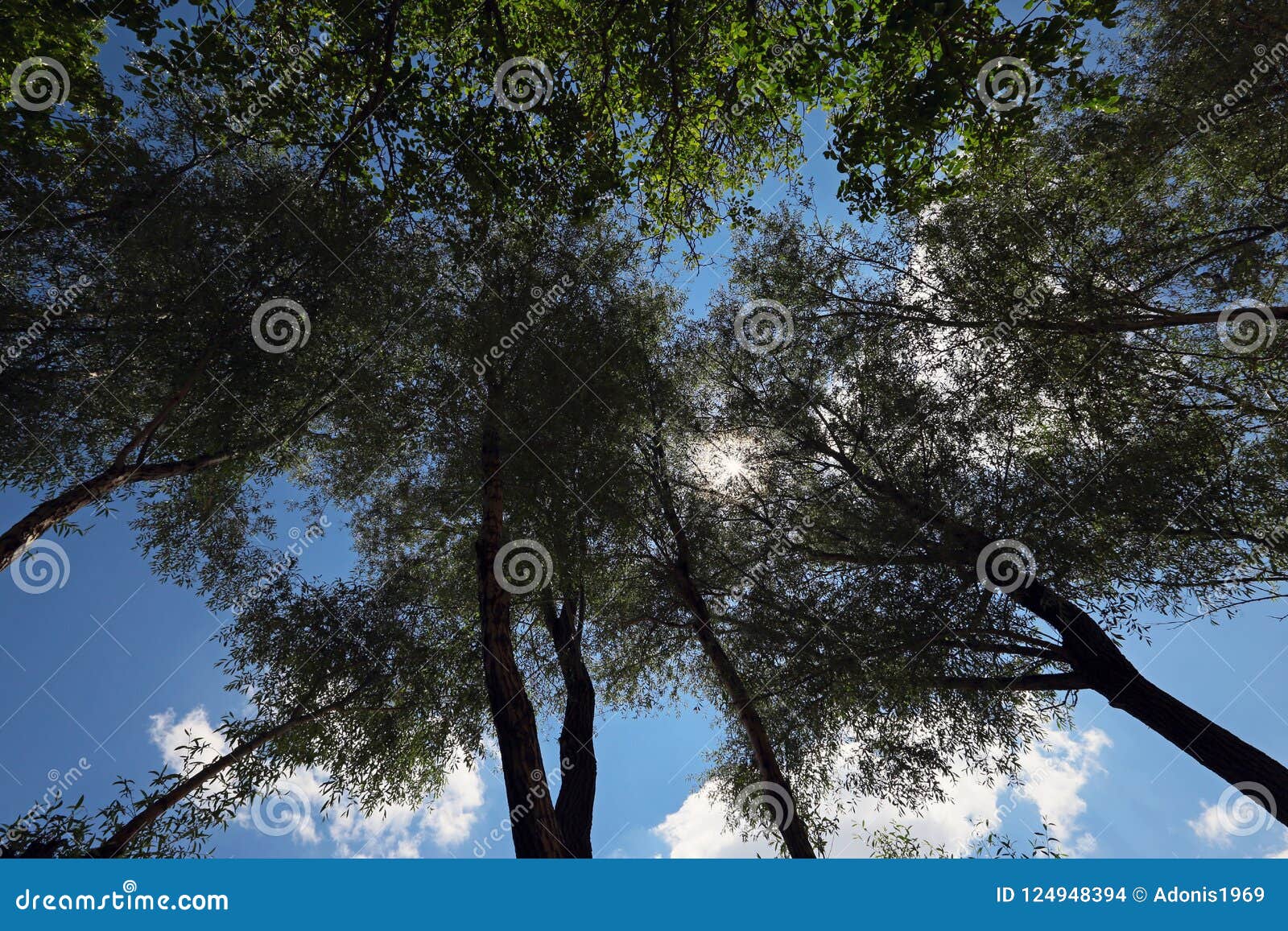 Frogs Eye View of Trees in Forest Stock Photo - Image of wood, trunk ...