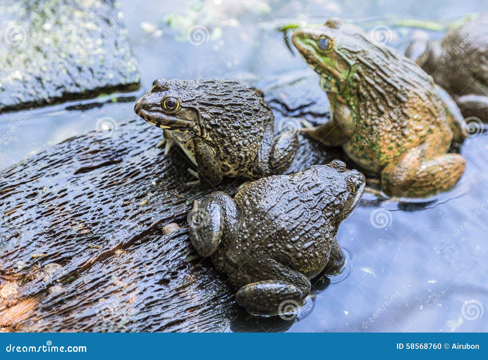Frogs in the farm stock photo. Image of brown, camouflage - 58568760