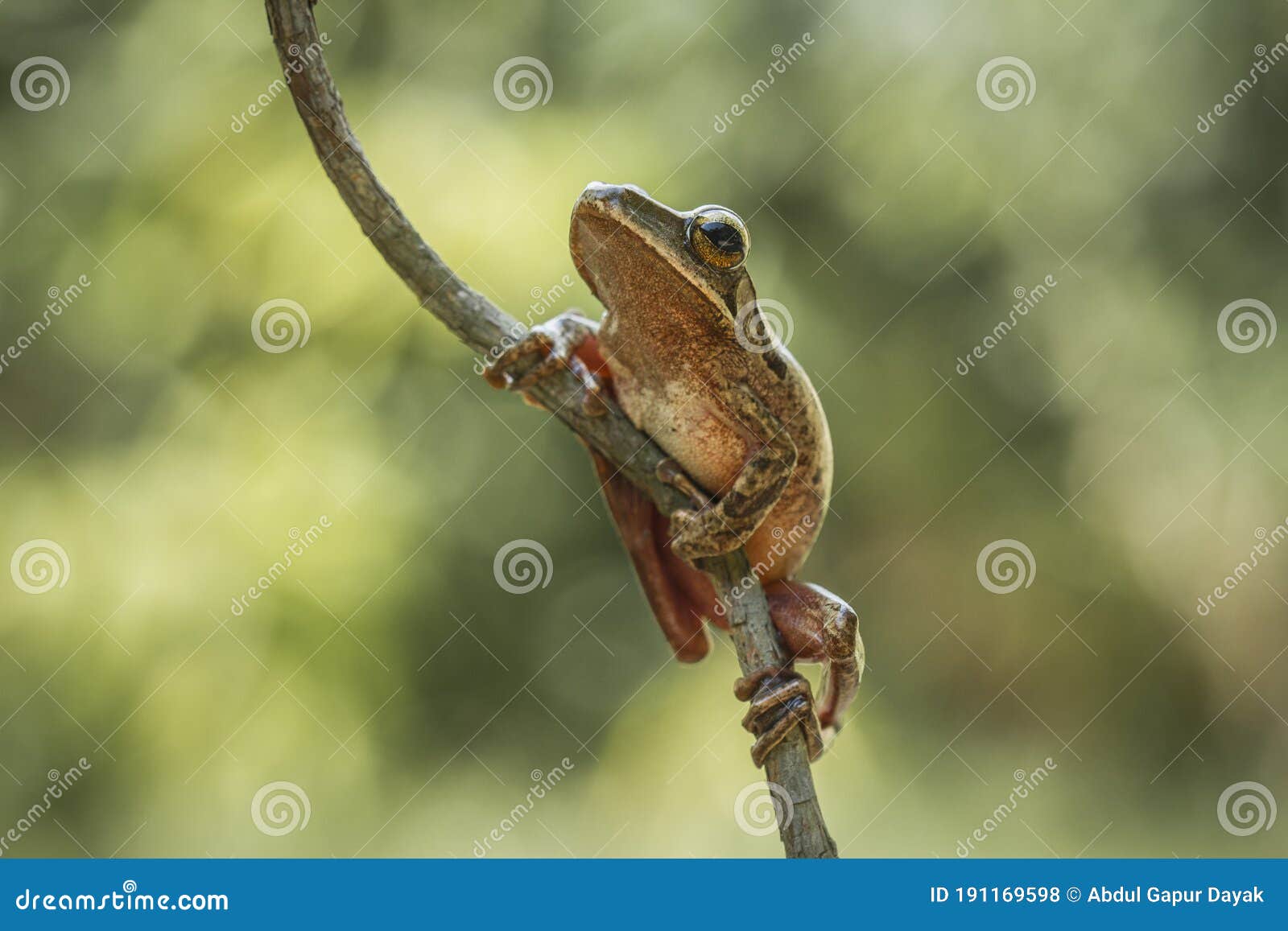 Tree Frog on Branch stock photo. Image of attractive - 191169598