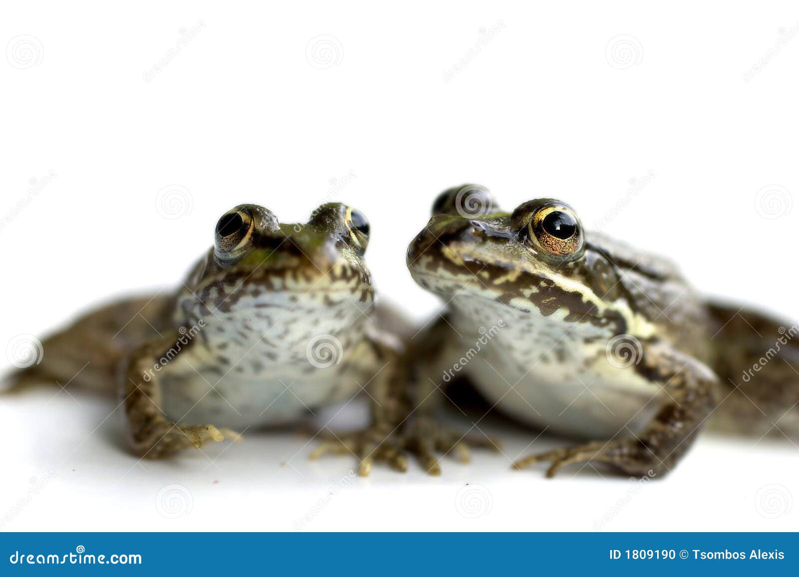 Frogs friends stock photo. Image of fairy, cute, transform - 1809190