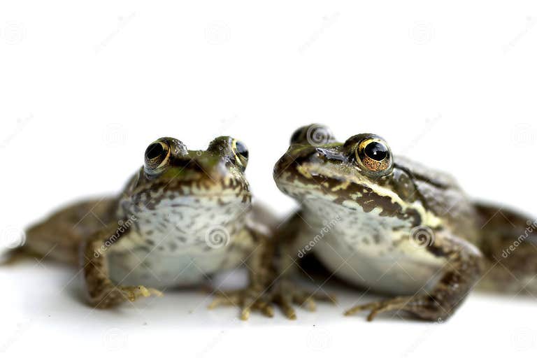 Frogs friends stock photo. Image of fairy, cute, transform - 1809190