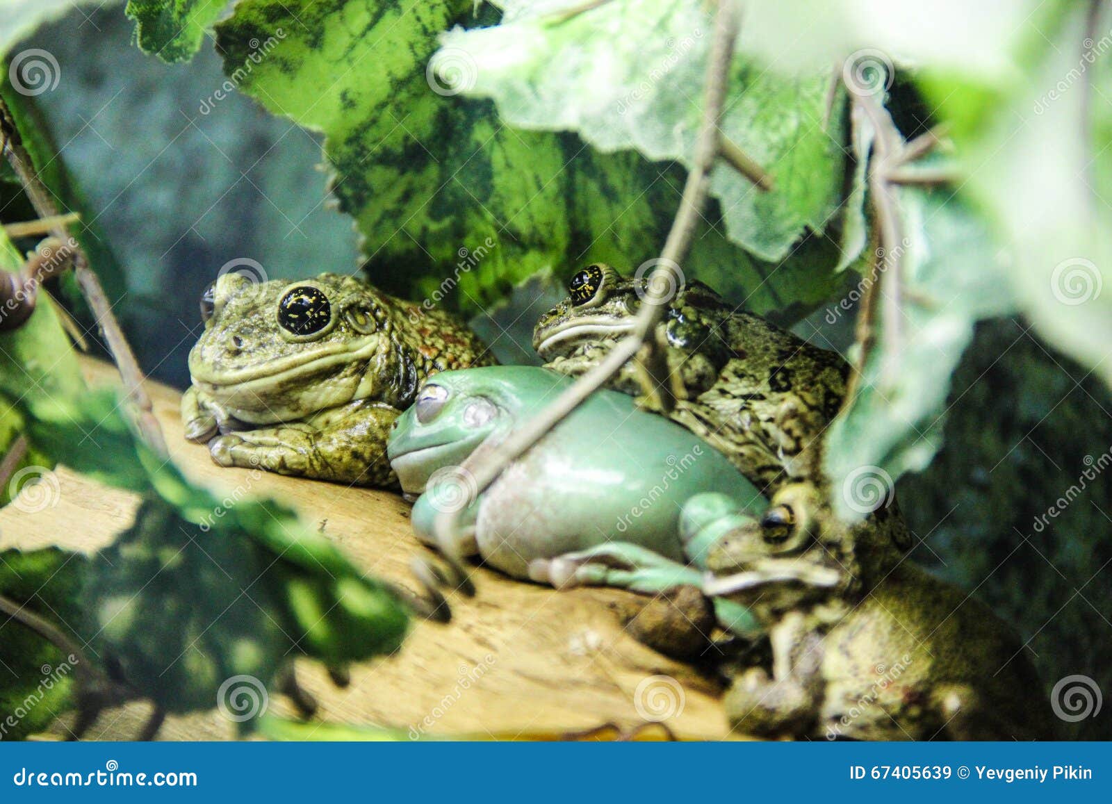 Frogs stock image. Image of toad, nature, green, fauna - 67405639