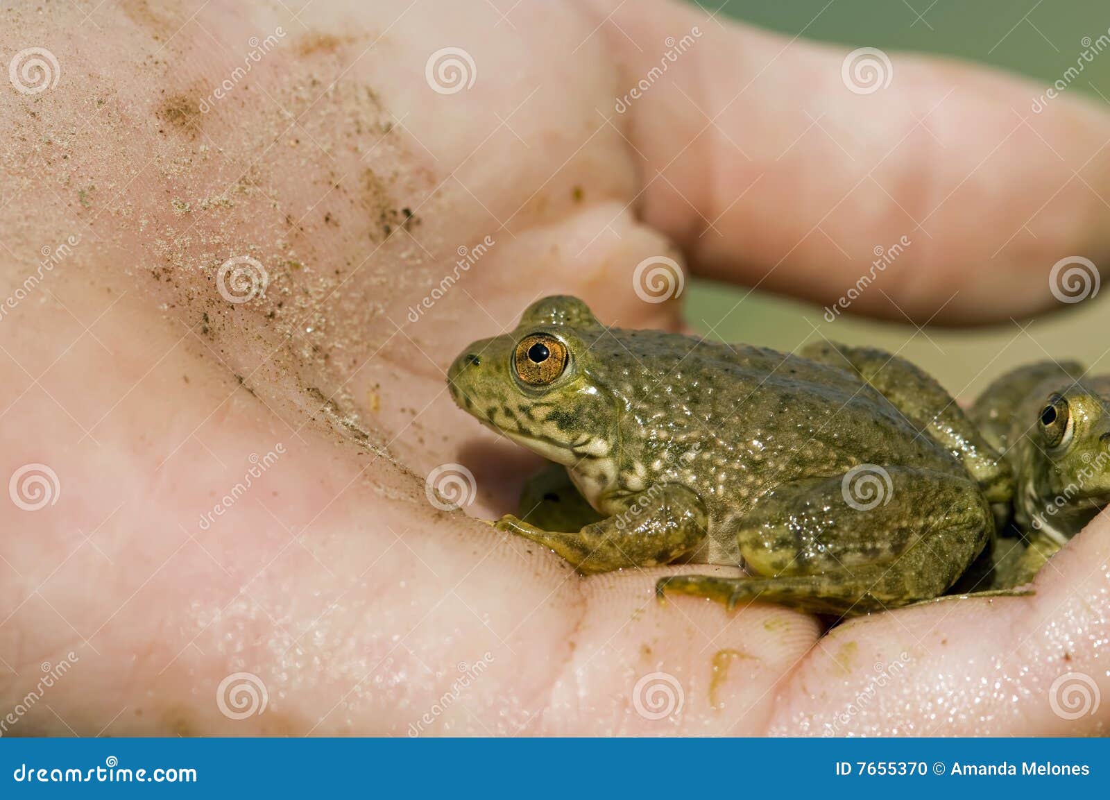 Frogs in hand stock photo. Image of held, nature, looking - 7655370
