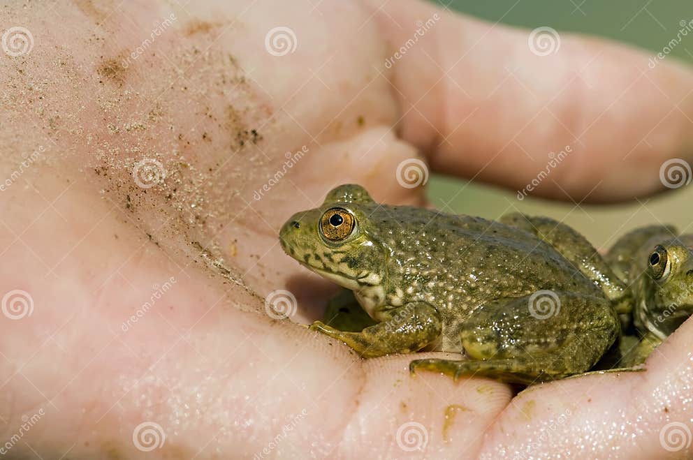 Frogs in hand stock photo. Image of held, nature, looking - 7655370