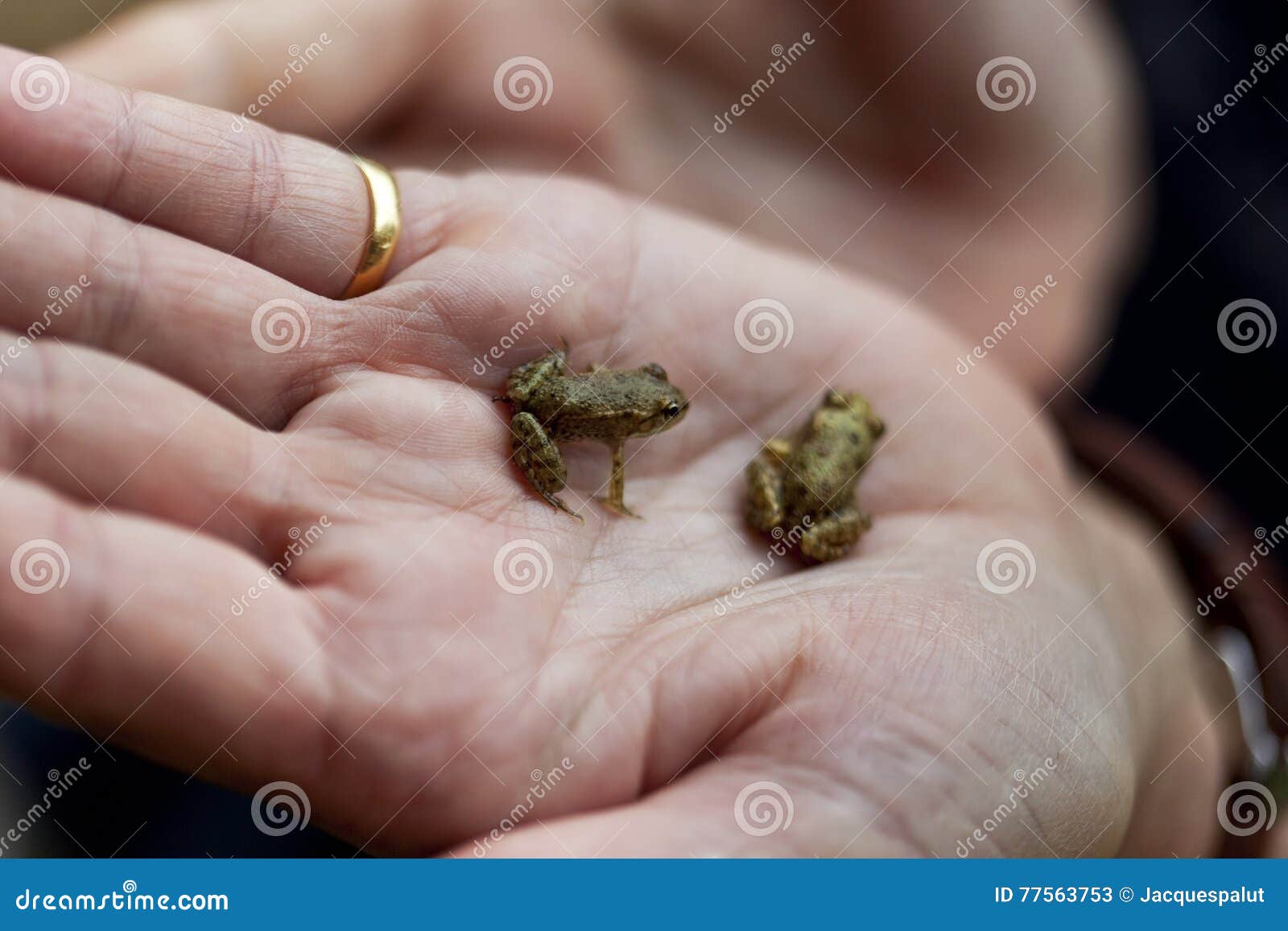 Frogs in a hand stock image. Image of team, ring, skin - 77563753
