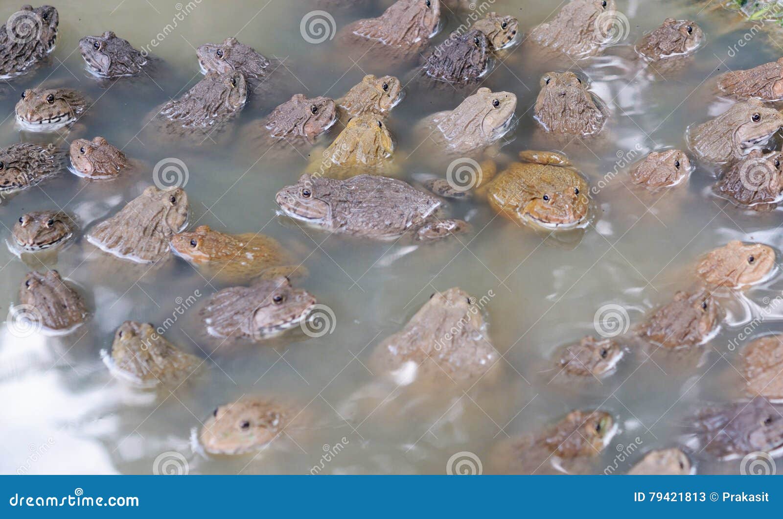 Frogs in Hatchery Well Farm Stock Image - Image of close, frogs: 79421813