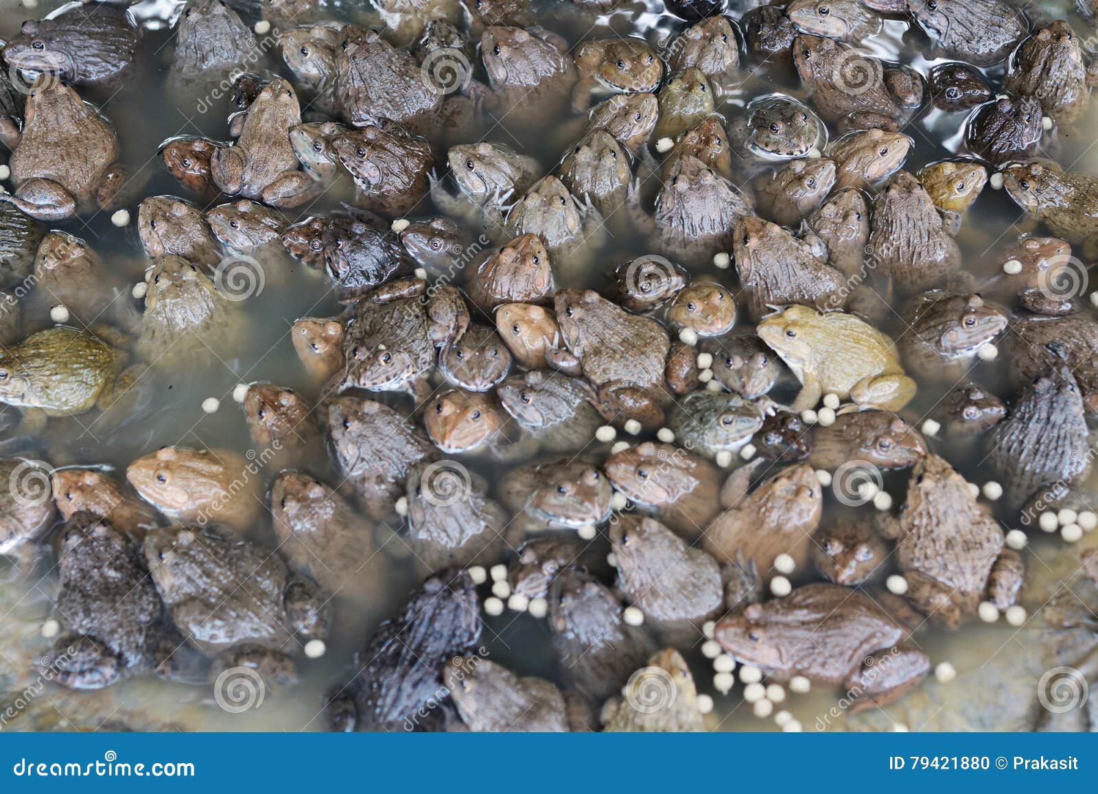 Frogs in Hatchery Well Farm Stock Photo - Image of natural, animal ...