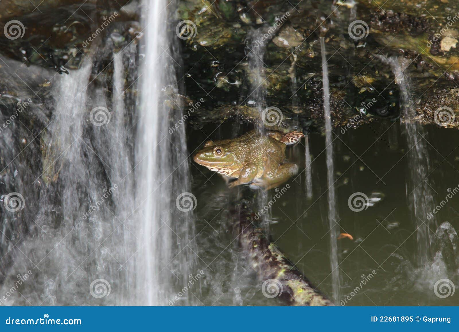 Frogs hibernate stock image. Image of toads, swamp, rude - 22681895