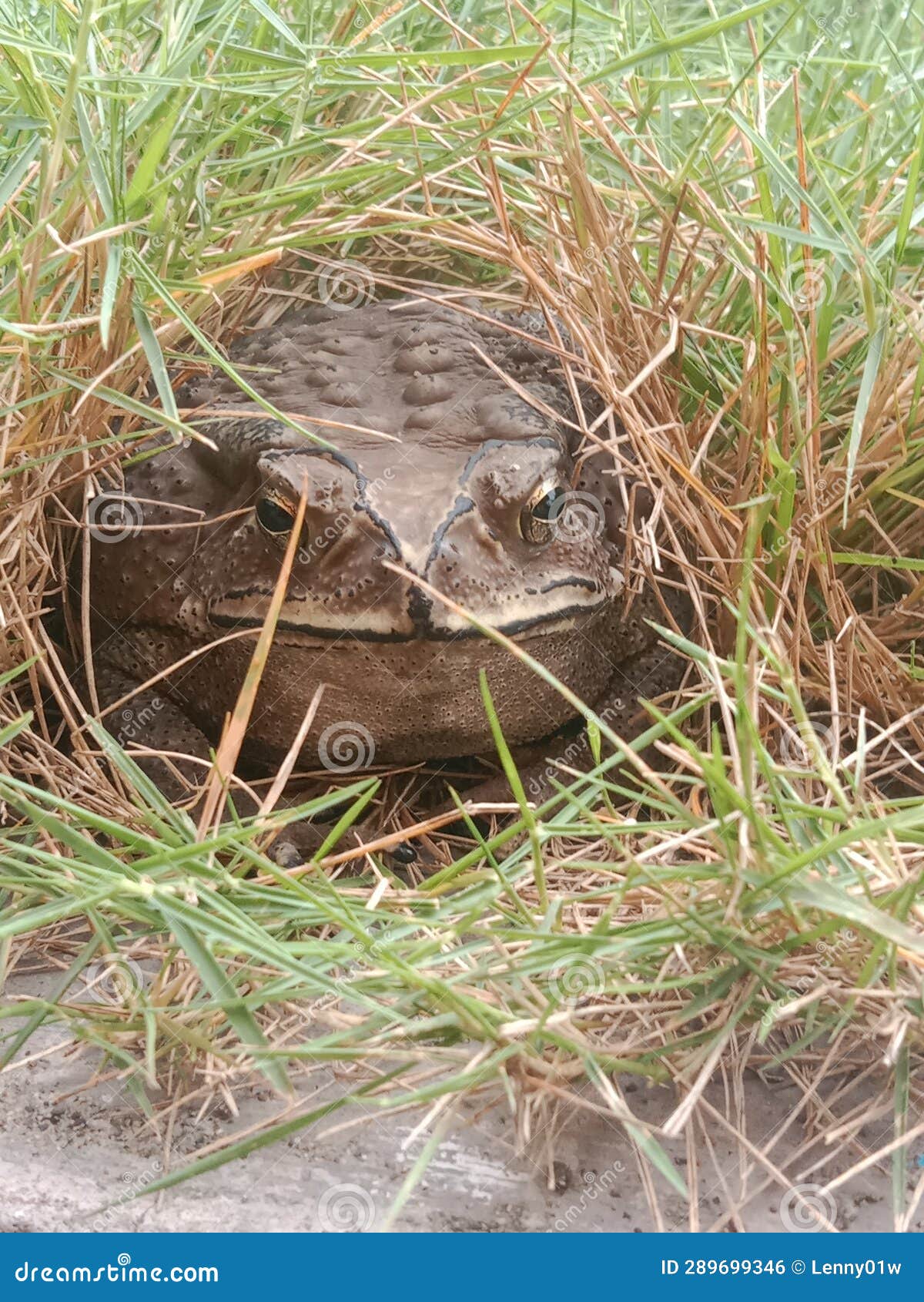 Frogs hiding in the grass stock photo. Image of hiding - 289699346