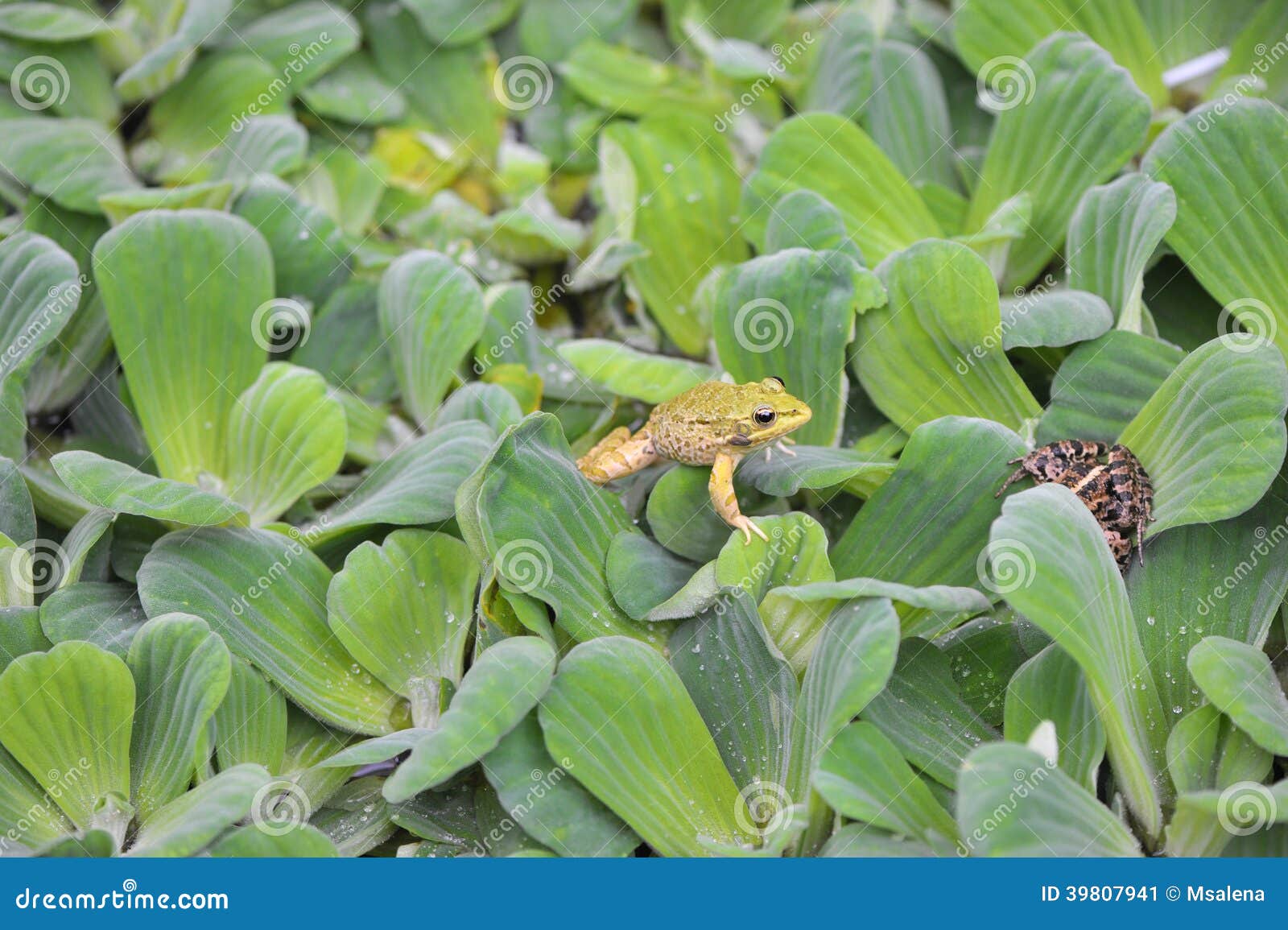 Frogs on the Leaves stock image. Image of flora, artificial - 39807941