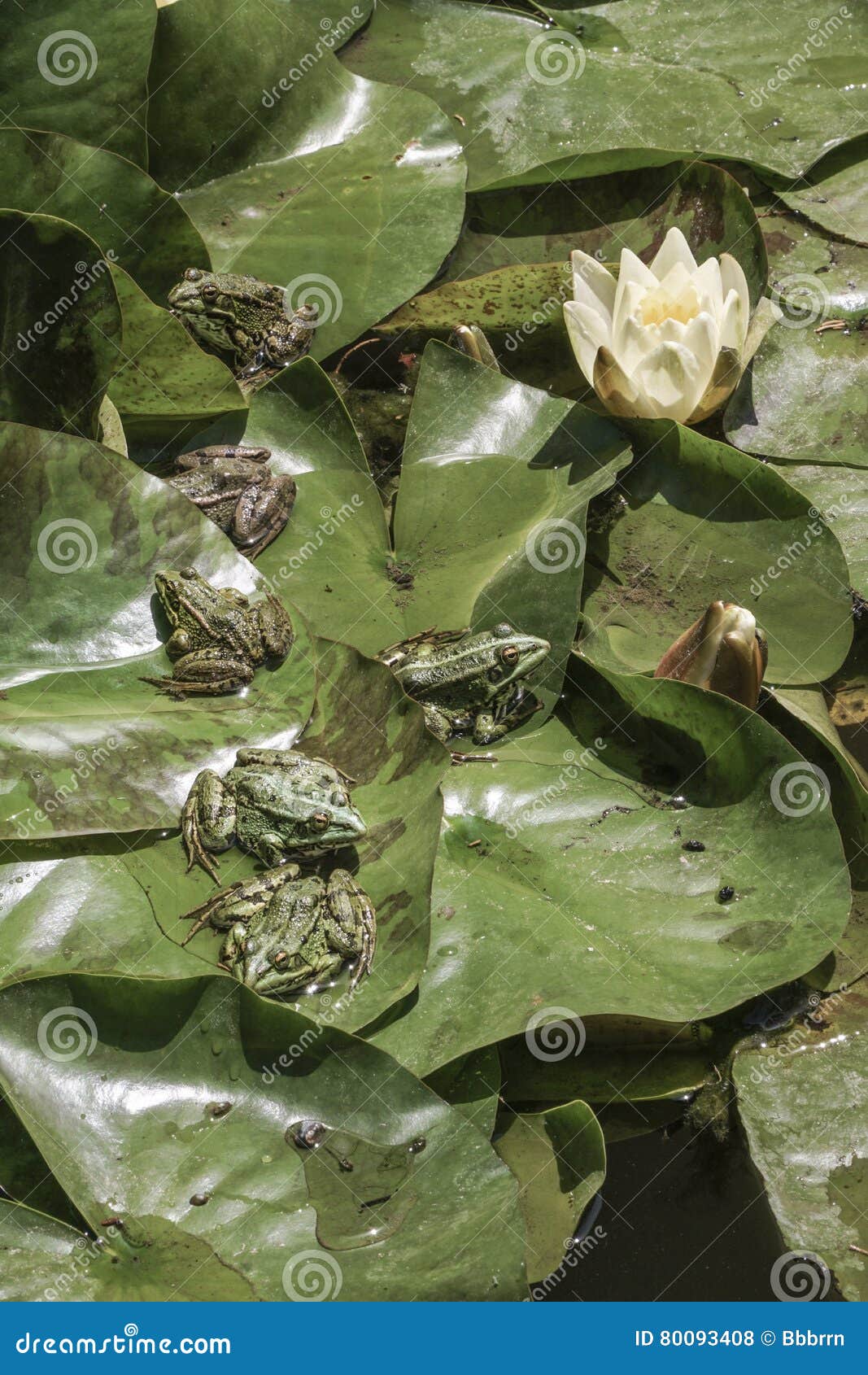 Frogs on Leaves of Water Lily on Lake Stock Photo - Image of garden ...