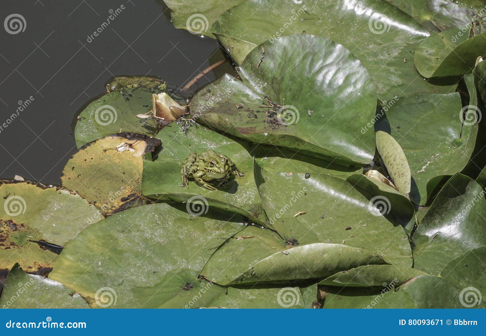 Frogs on Leaves of Water Lily on Lake Stock Image - Image of summer ...