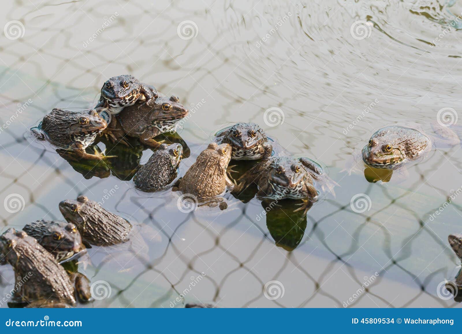 Frogs stock photo. Image of reproduction, love, frog - 45809534