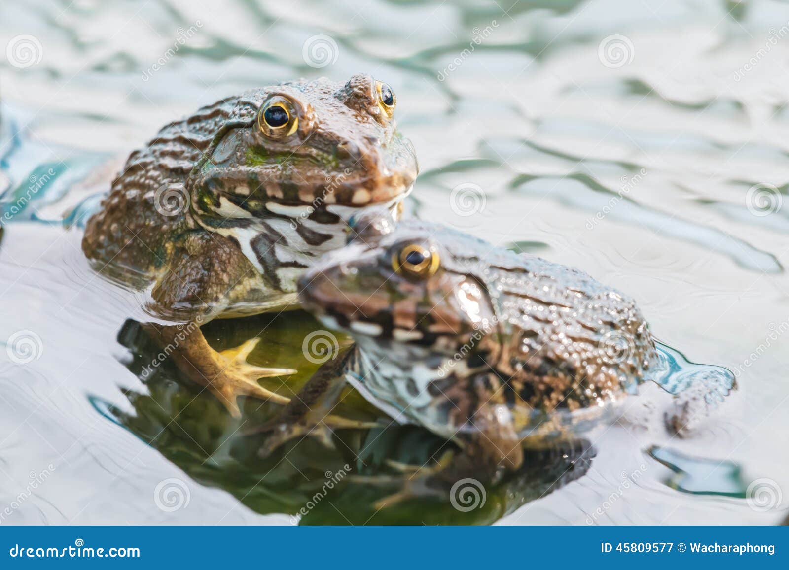 Frogs stock image. Image of amphibians, reproduction - 45809577