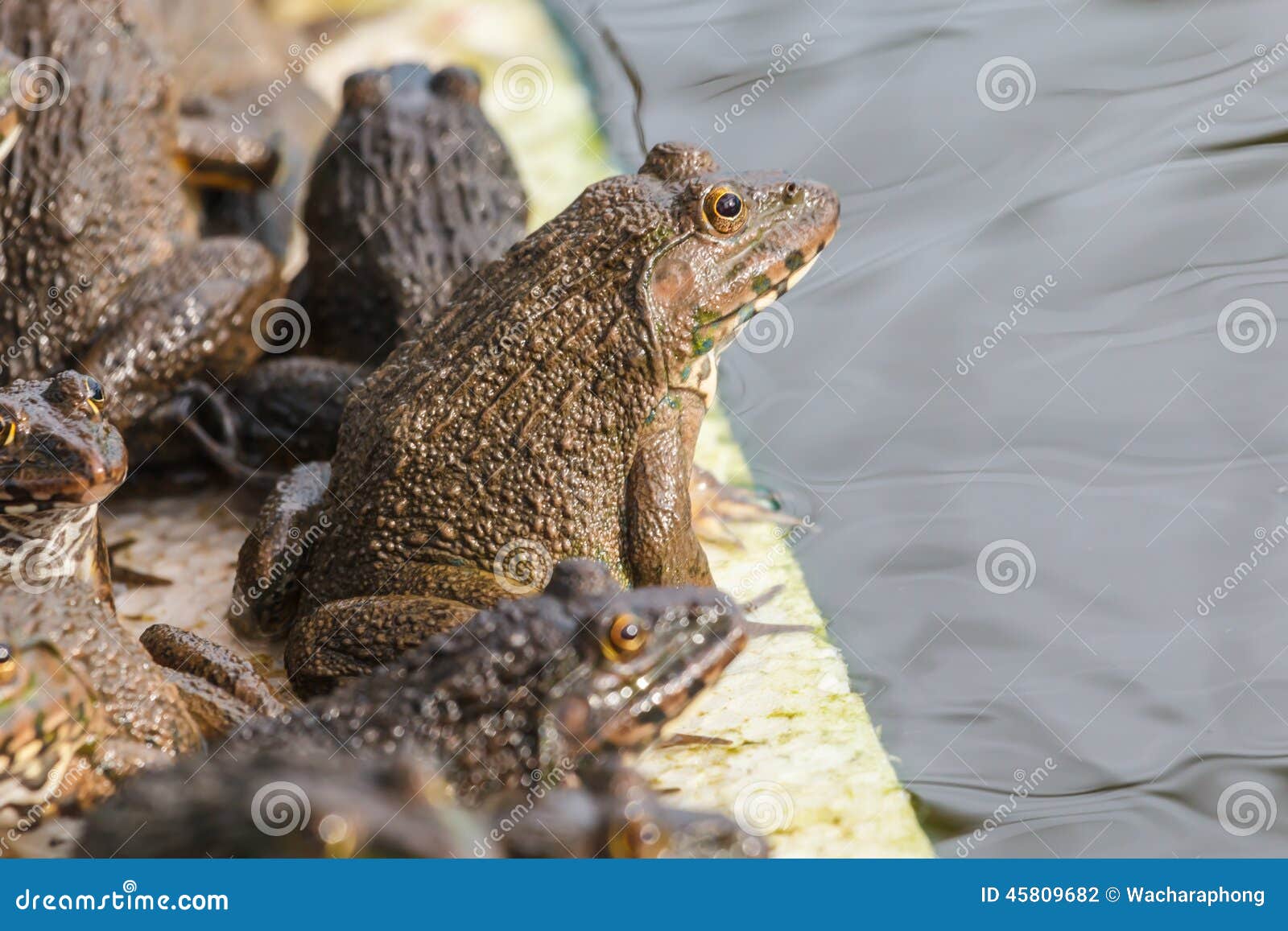 Frogs stock photo. Image of common, spawning, animal - 45809682
