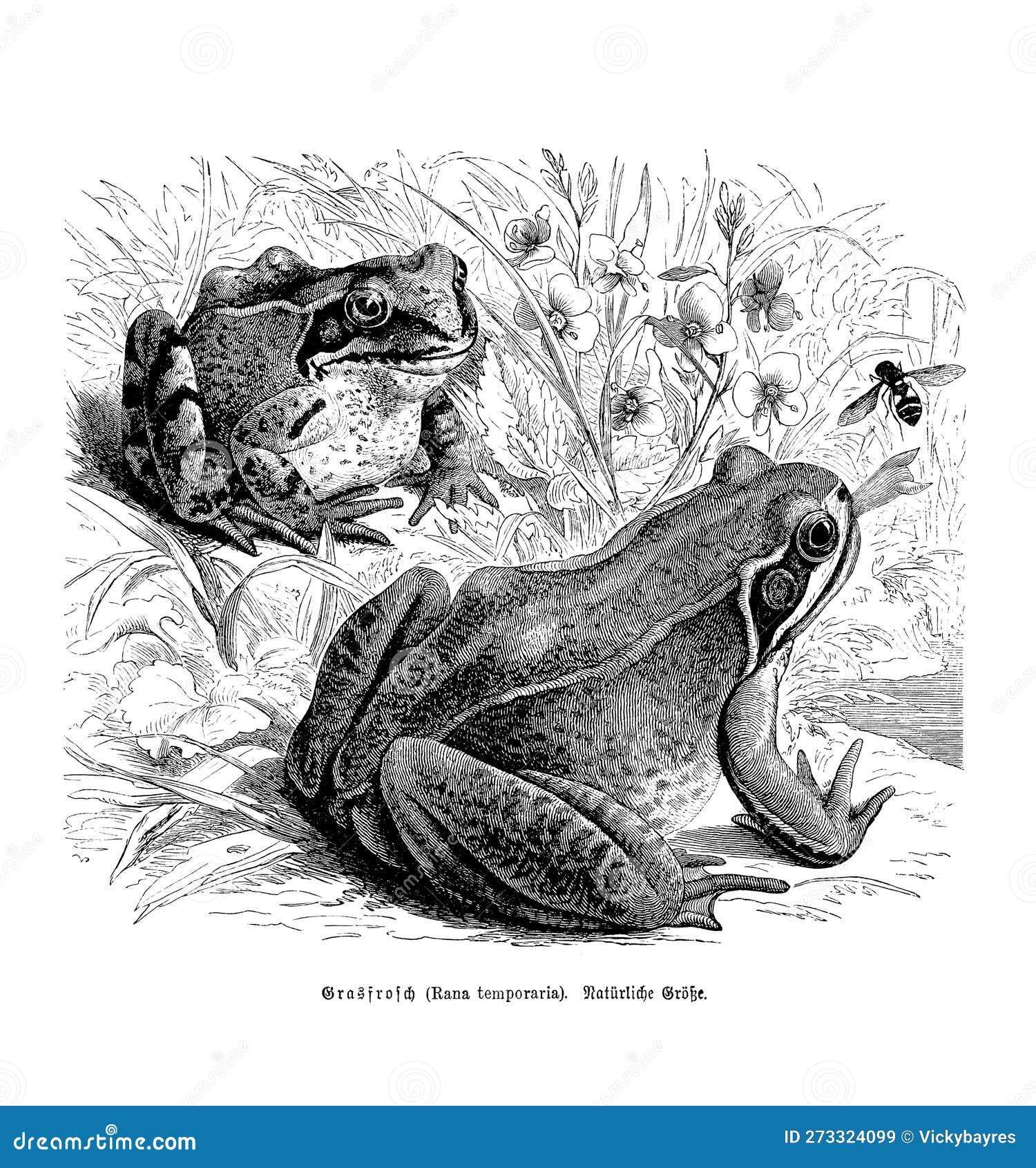 Vintage toads with a fly stock illustration. Illustration of black ...