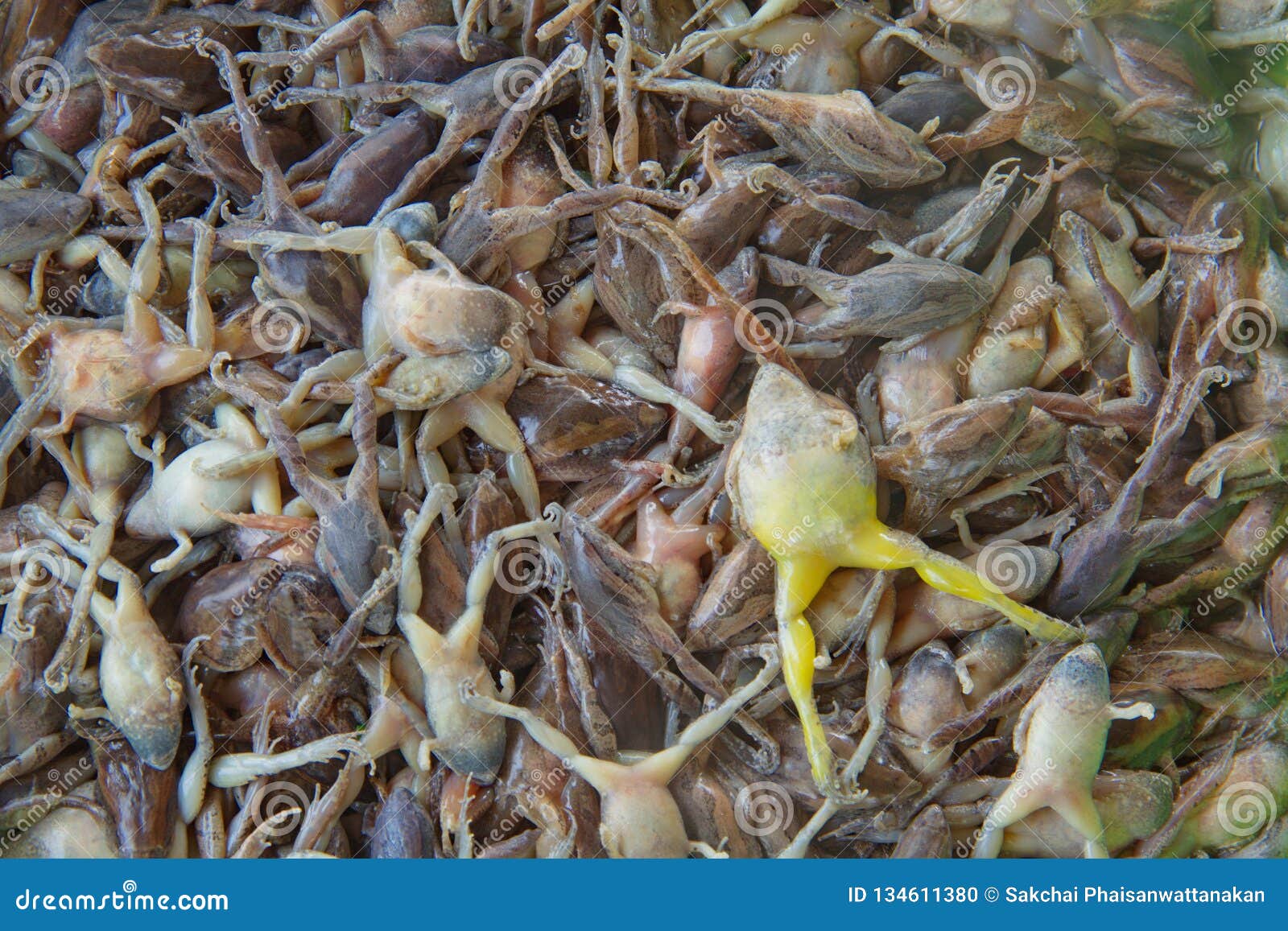 Frogs in the market. stock photo. Image of detail, king - 134611380