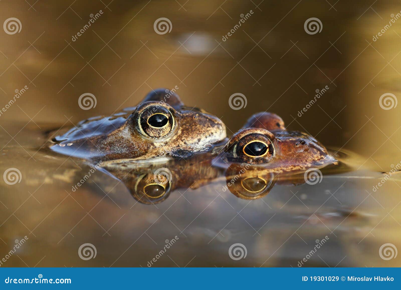 Frogs mating stock image. Image of natural, wren, animal - 19301029