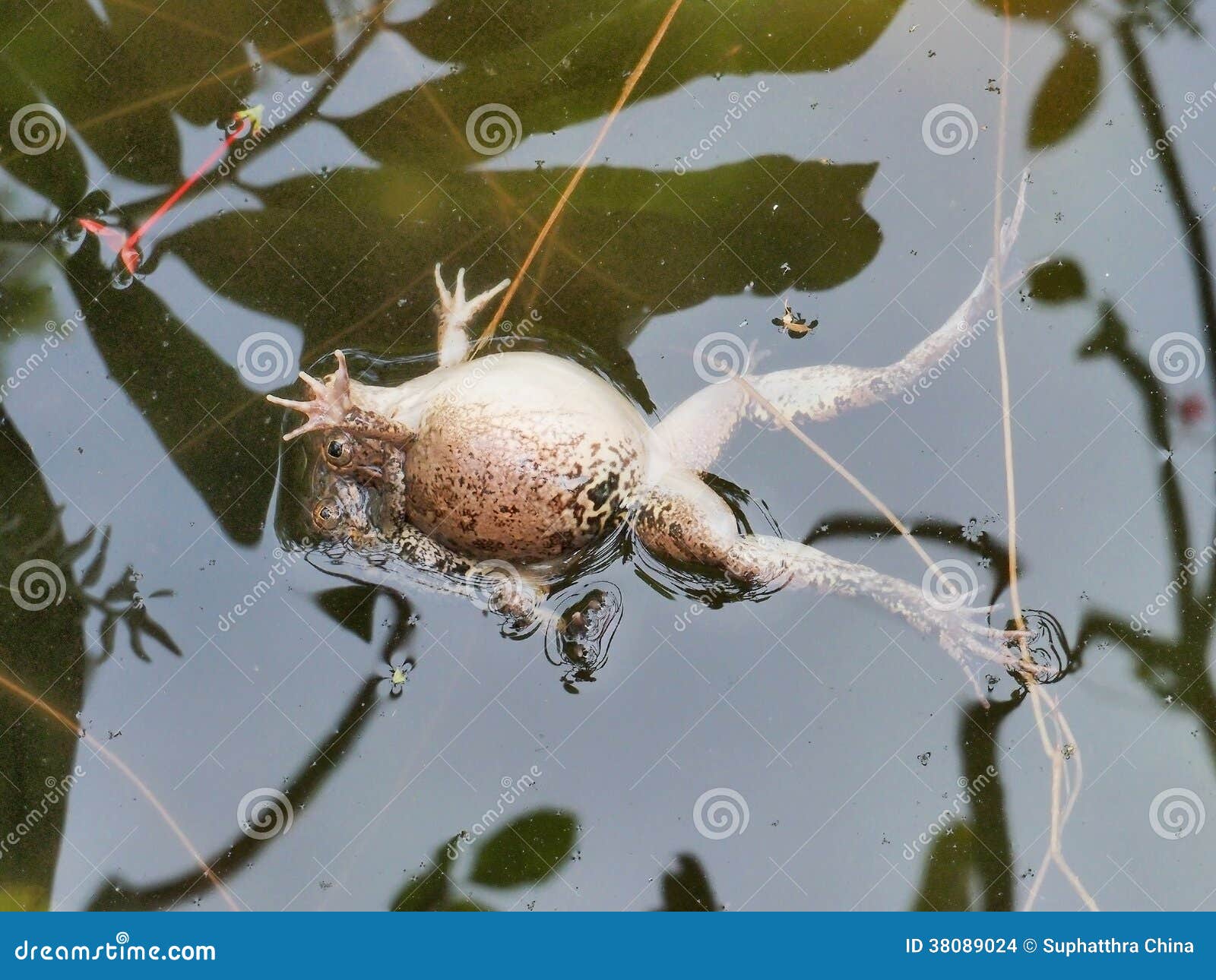 Frogs Mating stock photo. Image of still, float, cute - 38089024