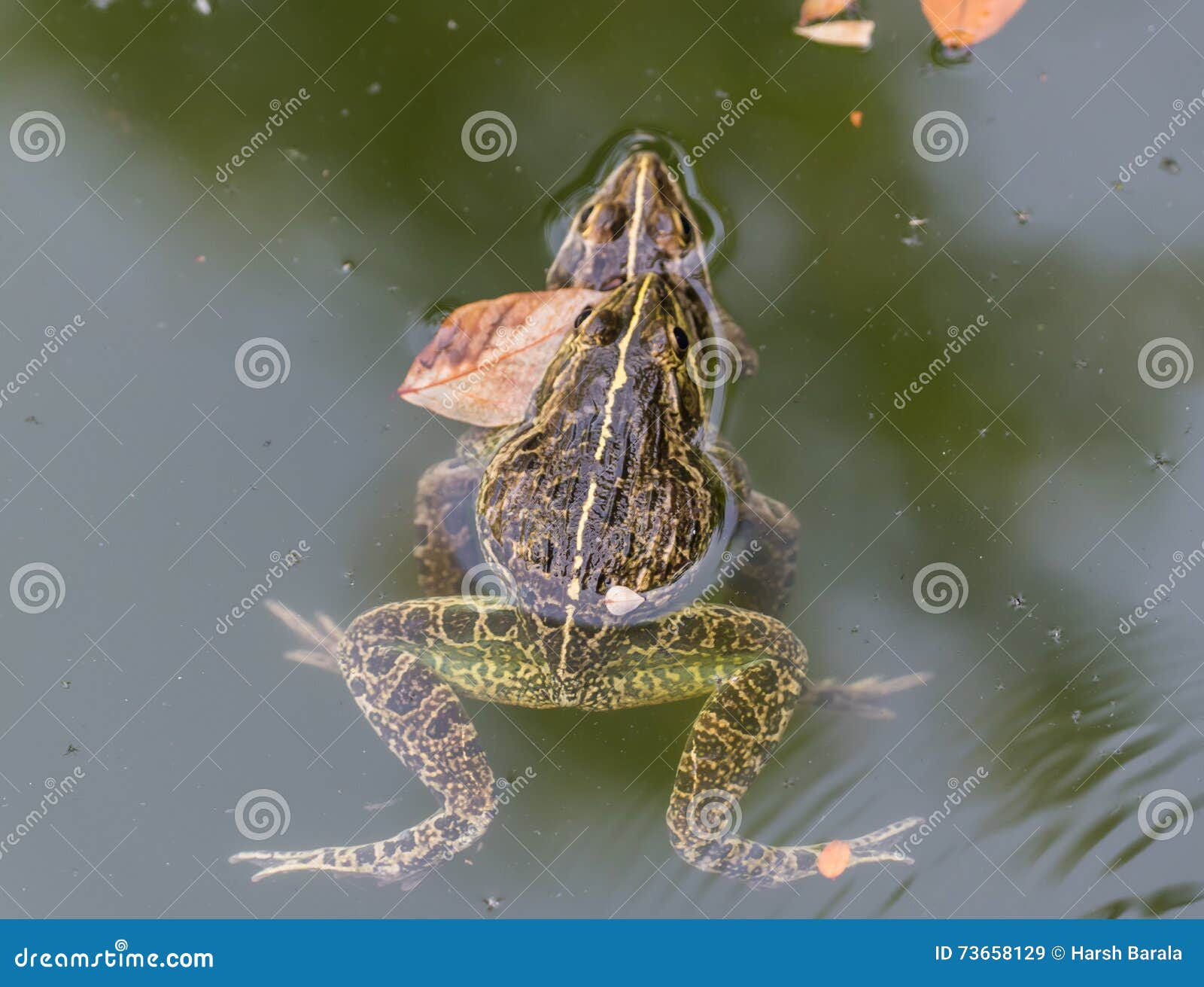 Frogs mating stock image. Image of natural, detail, breeding - 73658129