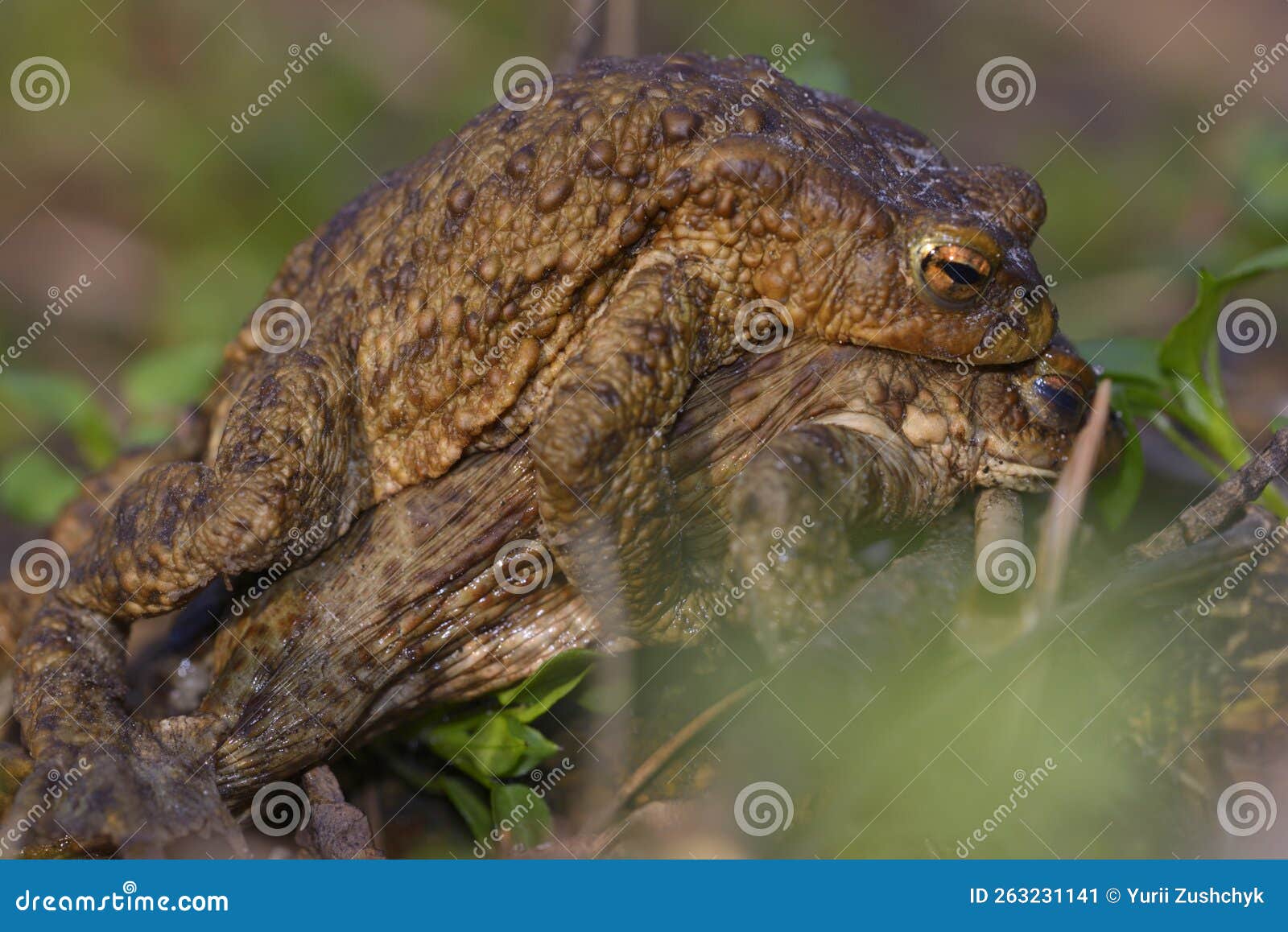 Frogs Mating on a Grass in a Forest Stock Image - Image of nature ...
