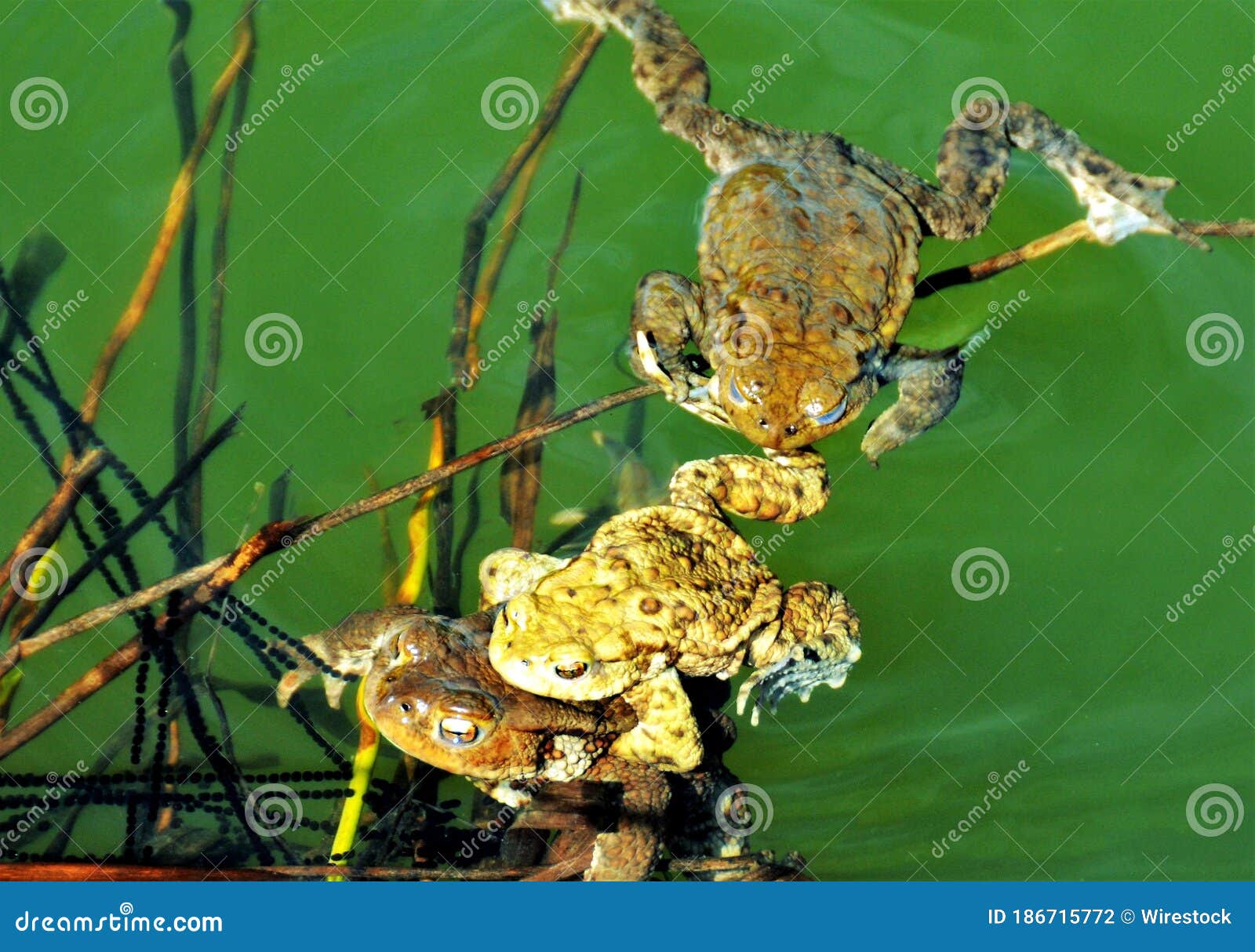 Frogs during mating stock photo. Image of life, lake - 186715772