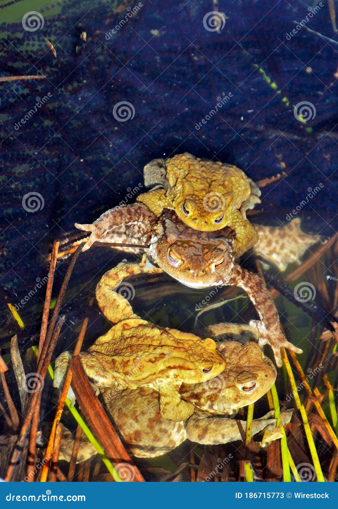 Frogs during mating stock image. Image of male, caucasus - 186715773