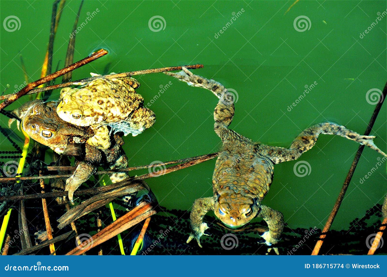 Frogs during mating stock photo. Image of nature, environment - 186715774