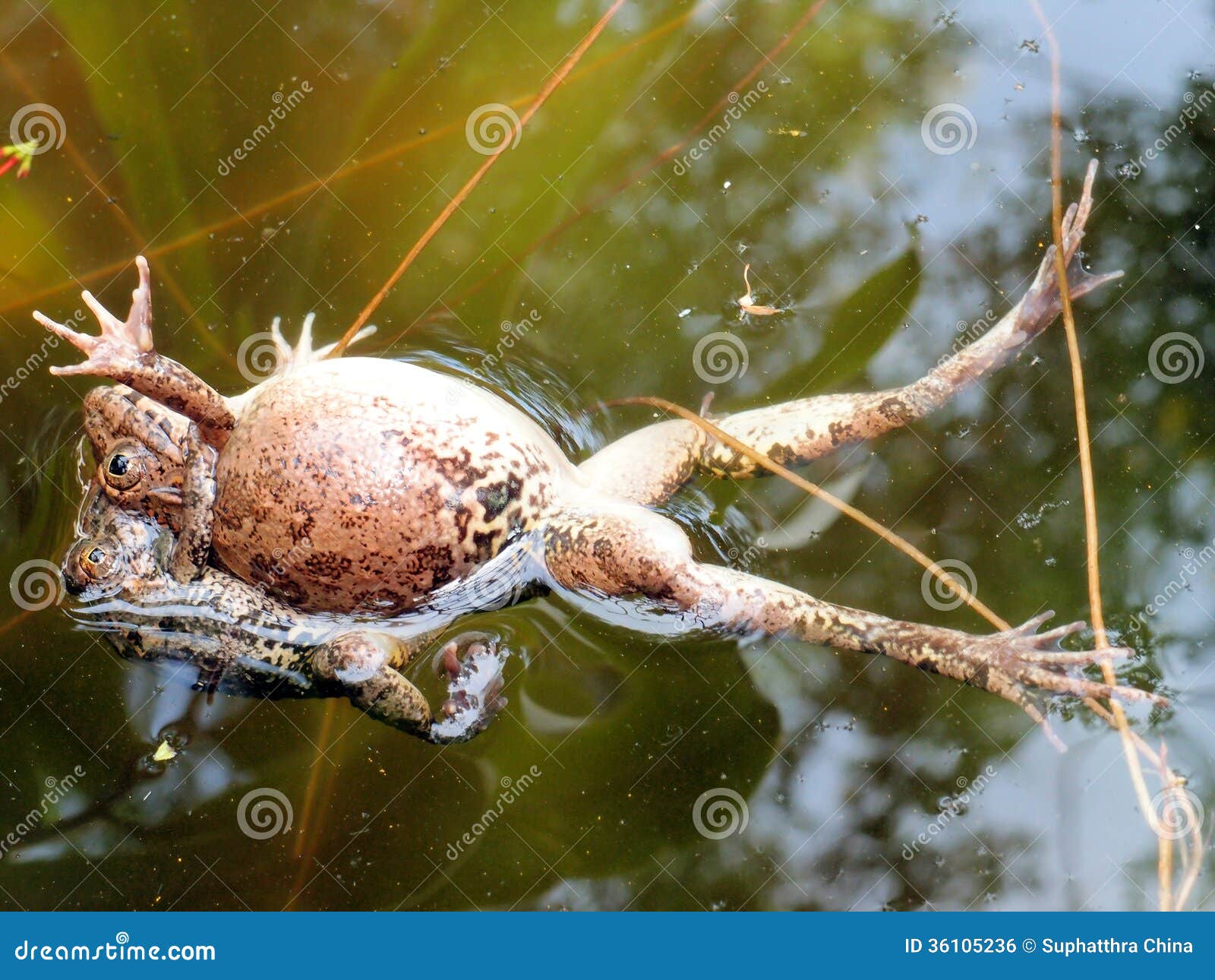 Frogs Mating stock photo. Image of life, copulation, river - 36105236