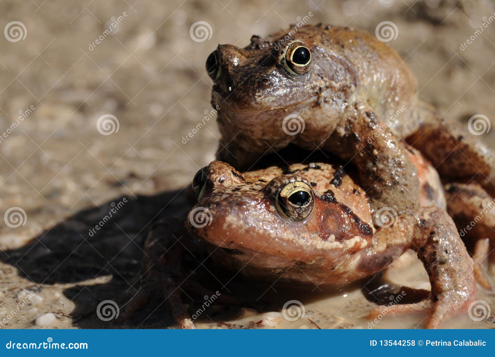 Frogs mating season stock photo. Image of funny, toads - 13544258