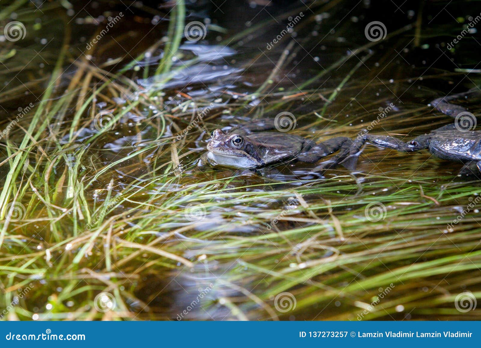 Frogs mating season stock image. Image of springtime - 137273257