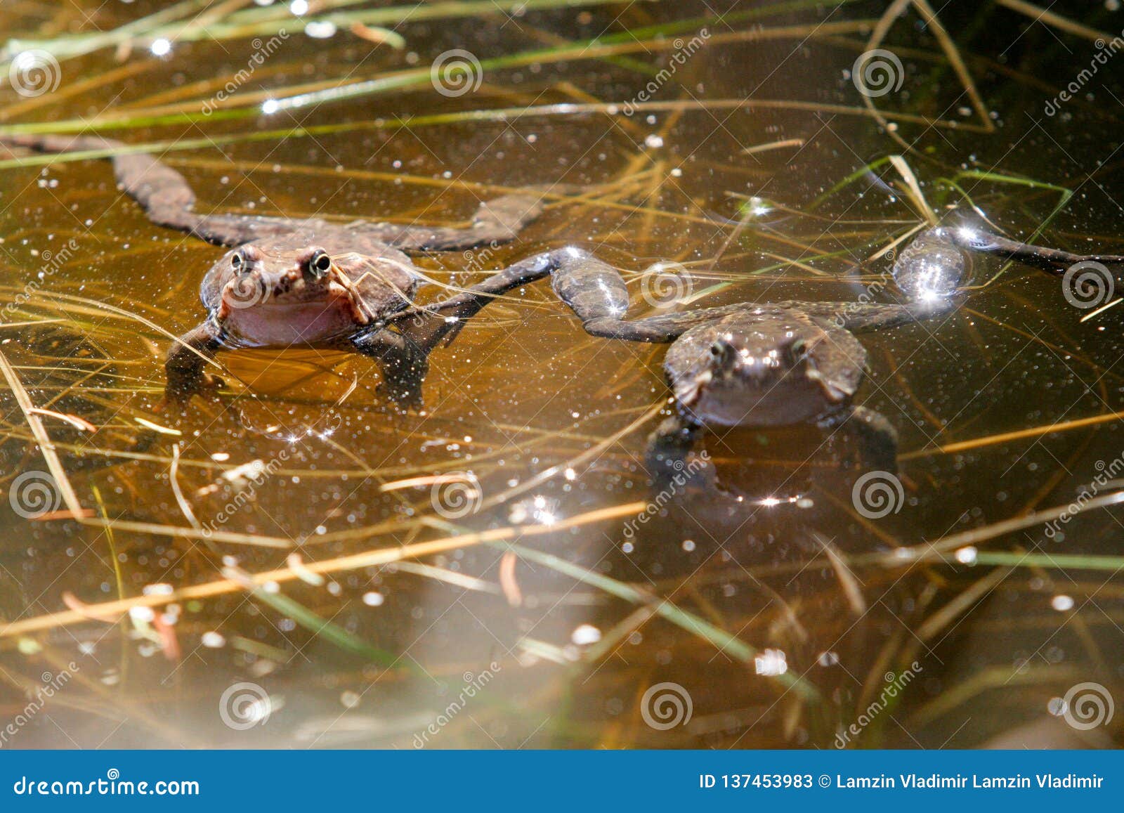 Frogs mating season stock image. Image of shallow, flora - 137453983