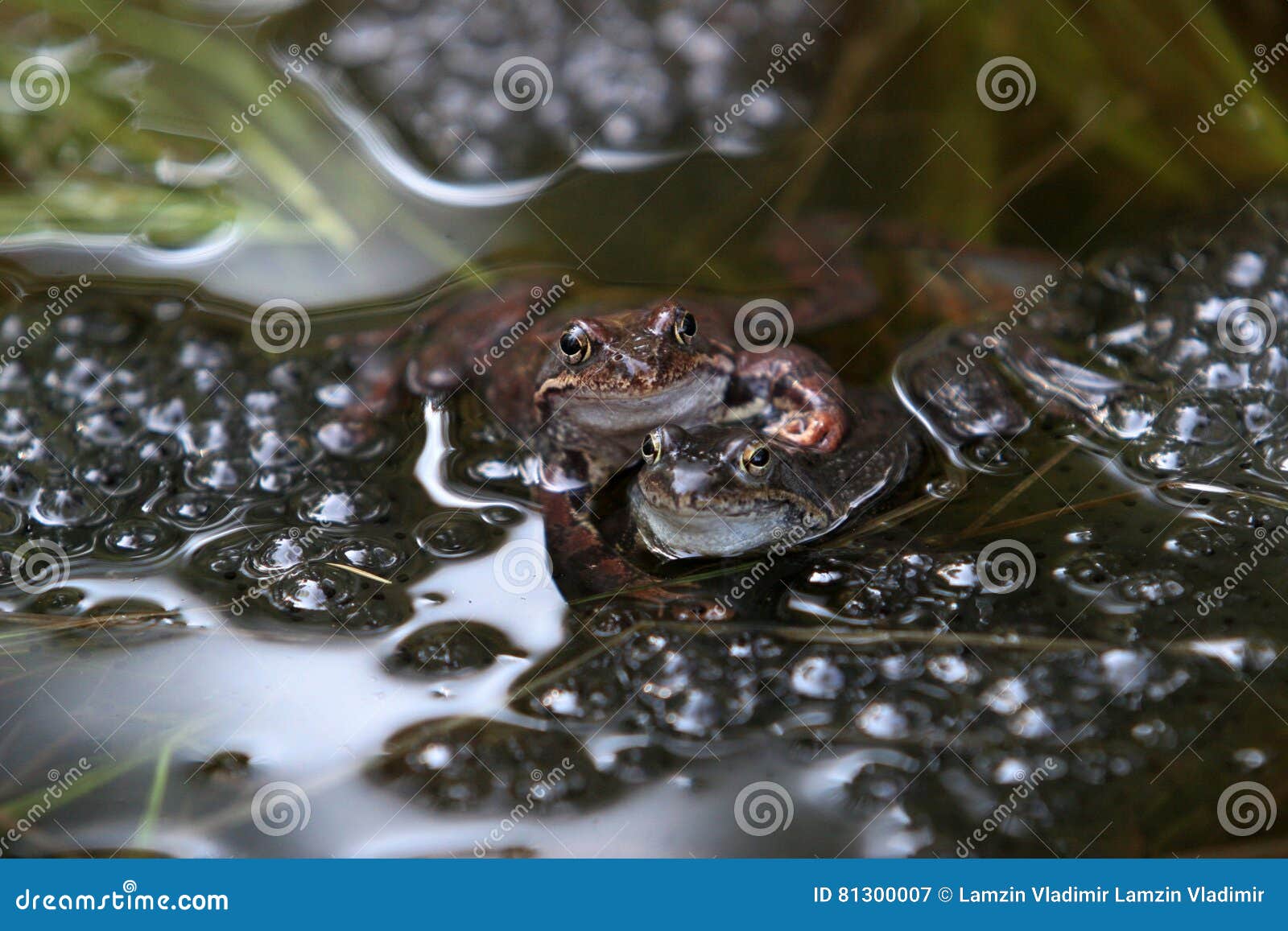 Frogs mating season stock image. Image of water, eyes - 81300007