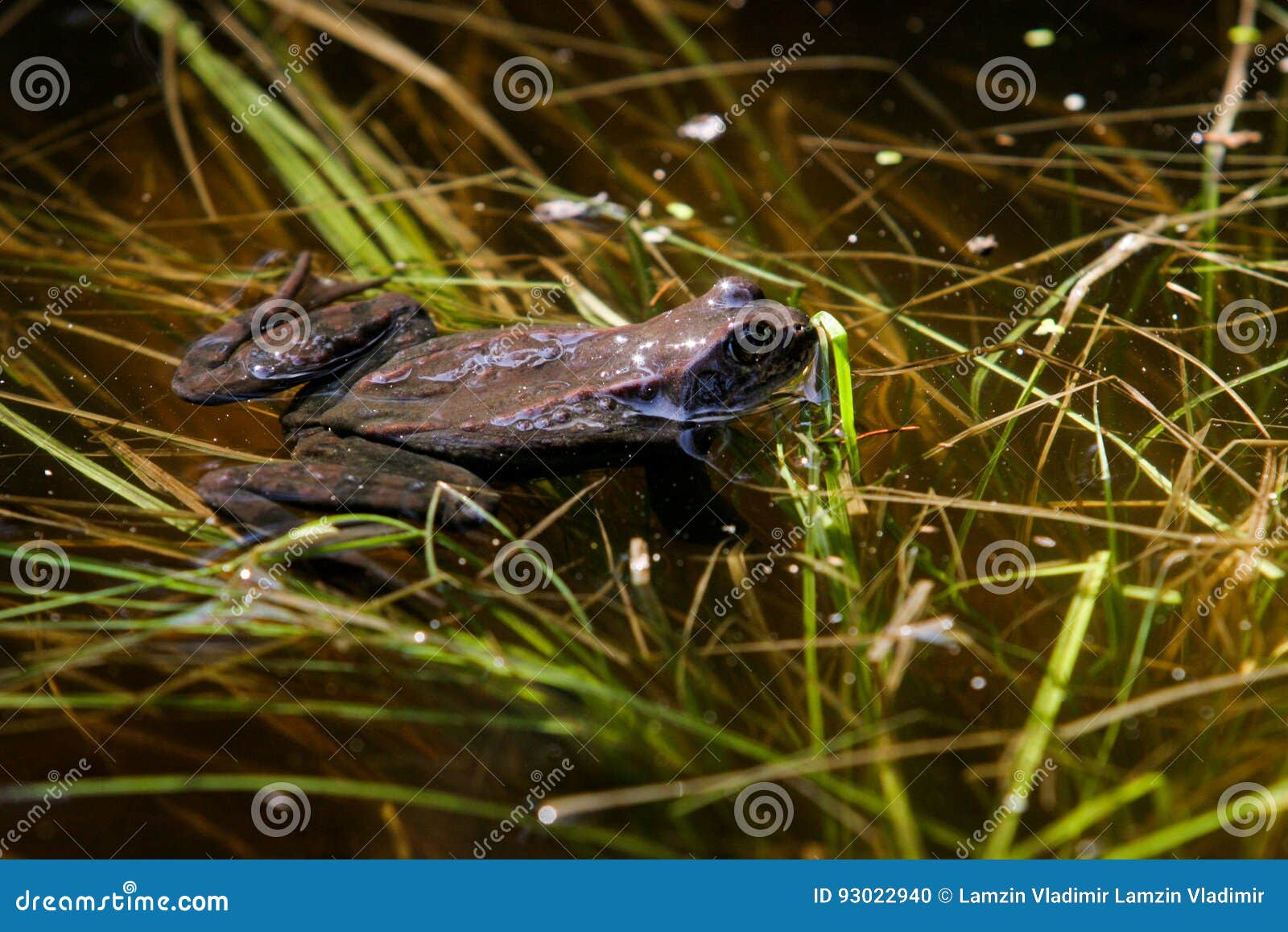 Frogs mating season stock photo. Image of bubbles, brown - 93022940