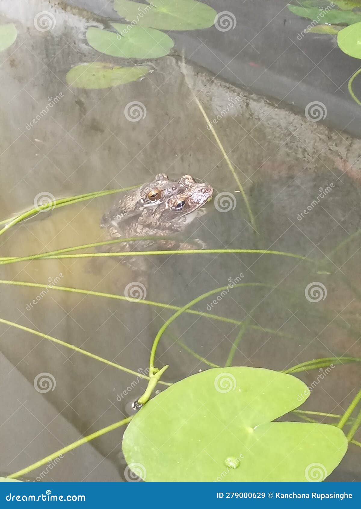 Frogs natural beauty stock image. Image of amazing, natural - 279000629