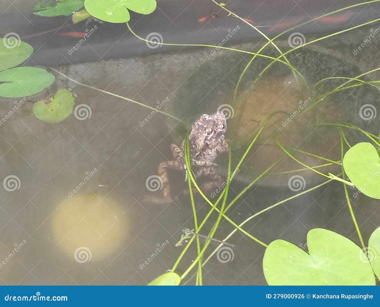 Frogs natural beauty stock photo. Image of natural, beauty - 279000926