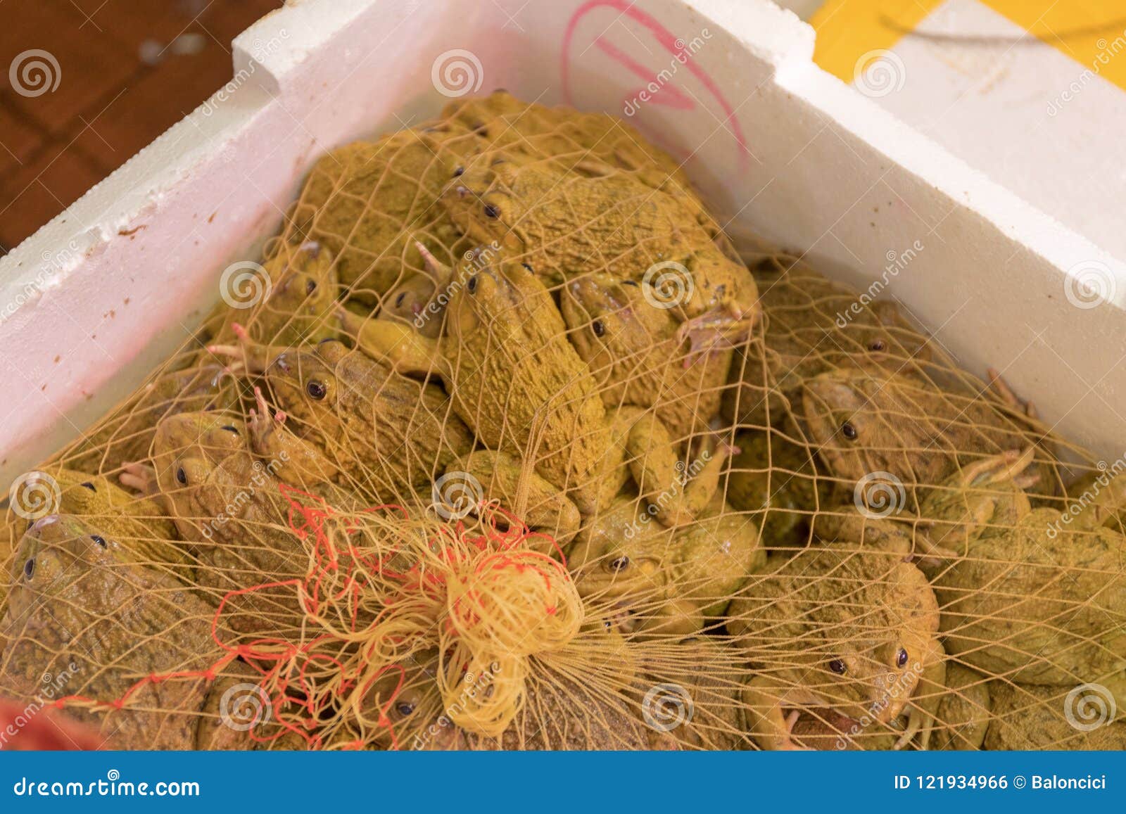 Frogs in Net stock photo. Image of catch, food, frog - 121934966