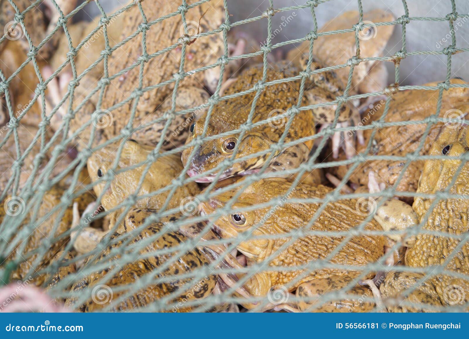 Frogs in a net stock image. Image of trapped, frog, looking - 56566181
