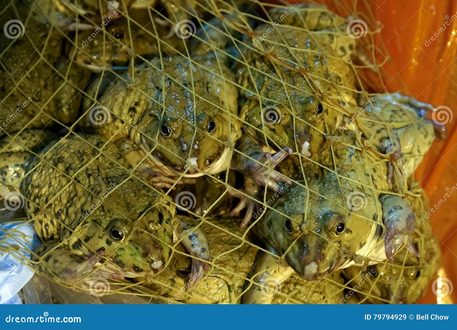 Frogs in a net stock image. Image of groupofanimals, frogs - 79794929