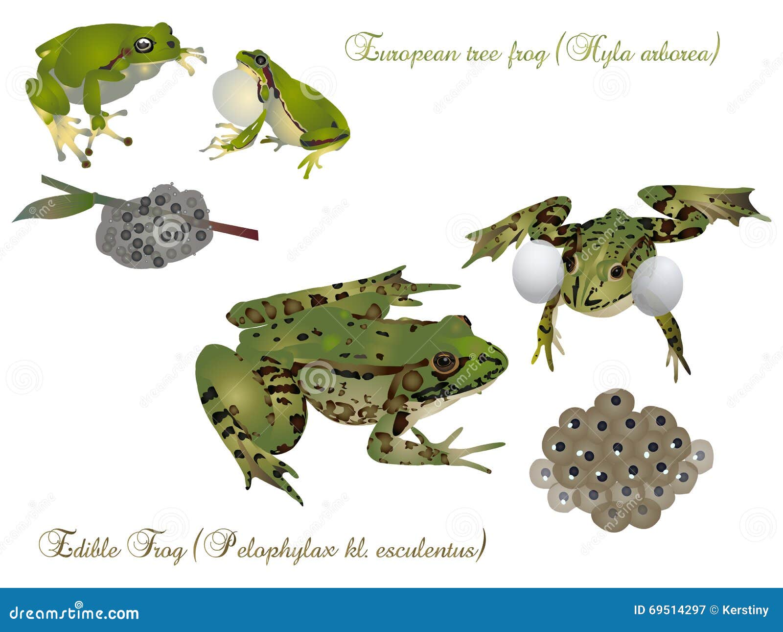 Frogs and offspring. stock illustration. Illustration of male - 69514297