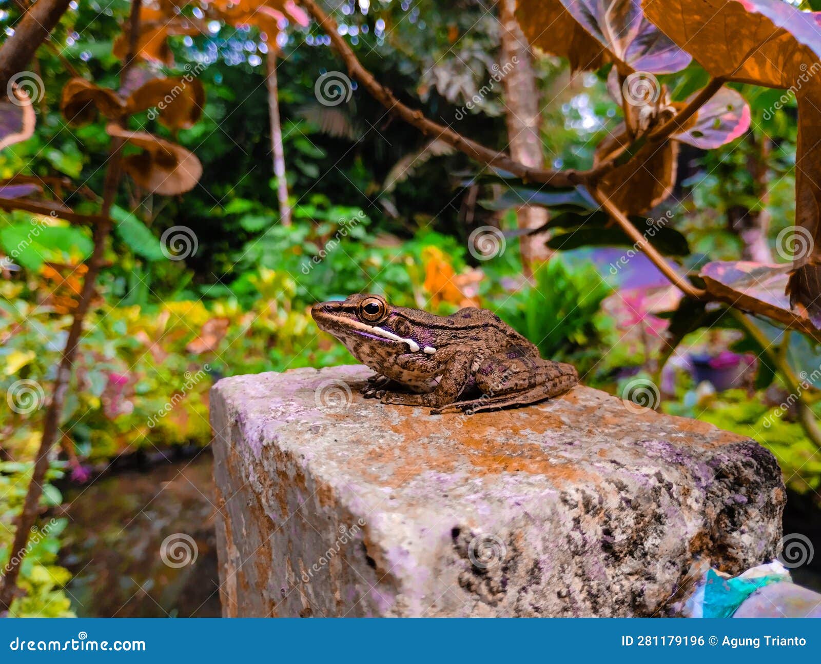 Frogs that are at One with Nature Stock Photo - Image of frog, frogs ...
