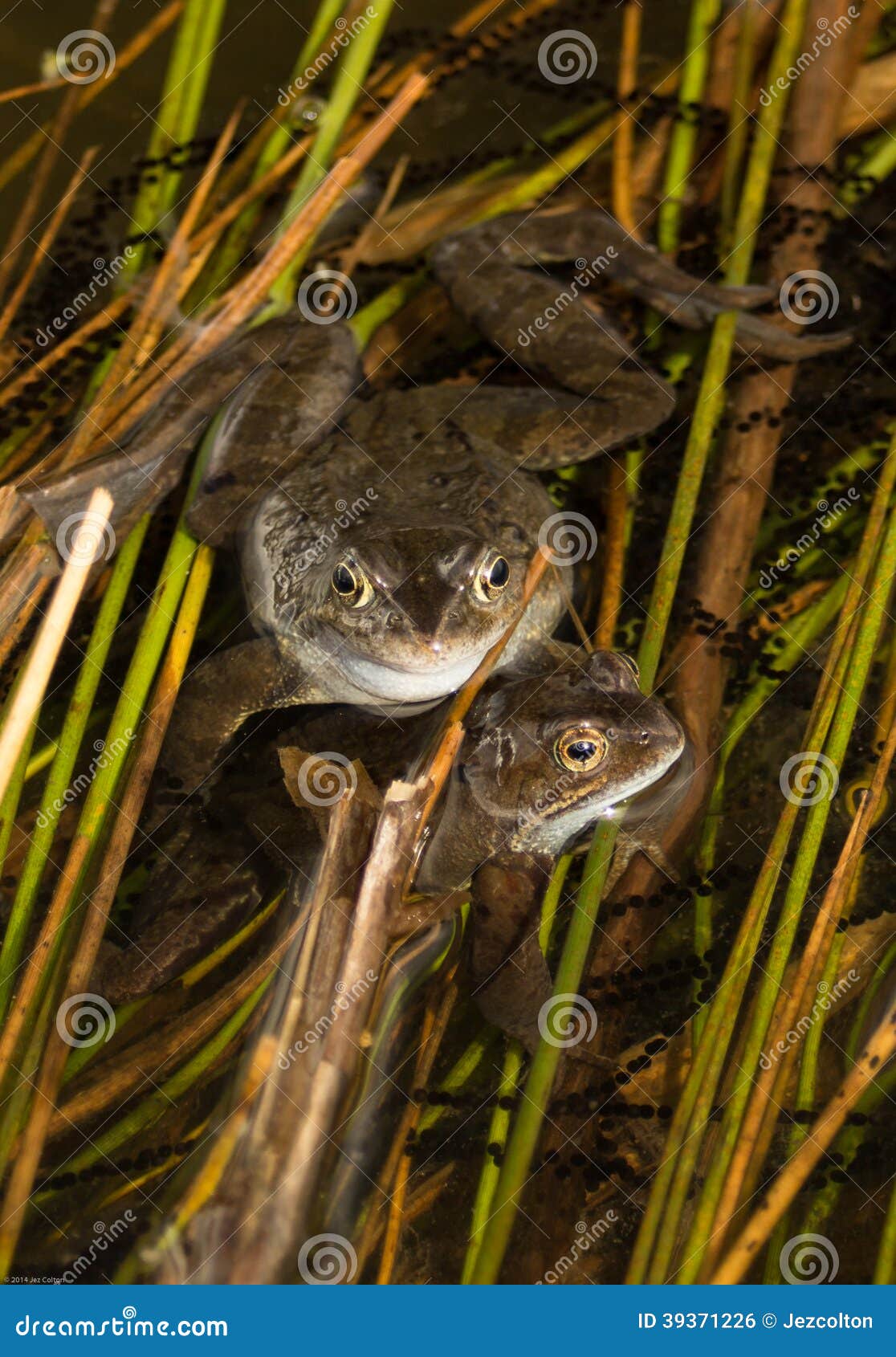 Frogs stock photo. Image of frogs, weed, frog, animal - 39371226